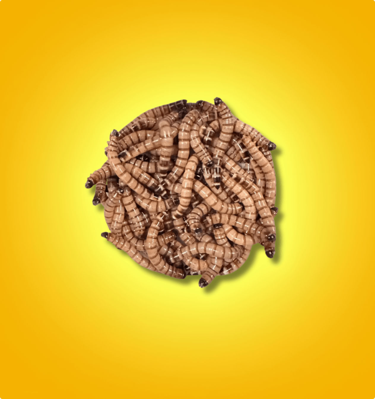 Large Superworms (2+ Inches) – Nutrient-Rich Live Feeders – All Angles Creatures