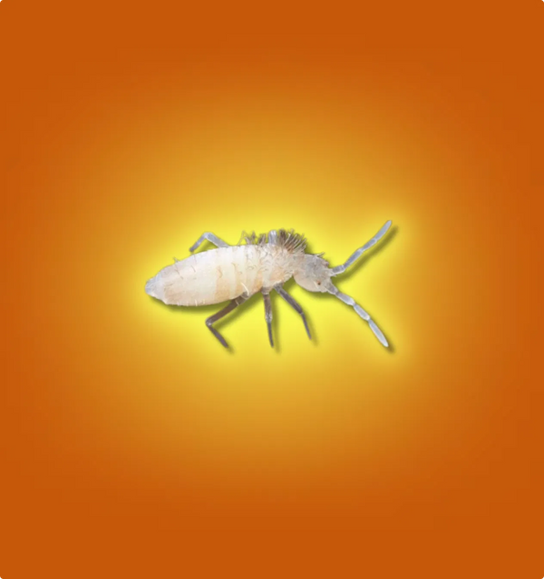 Temperate (Dry) Springtails – All Angles Creatures