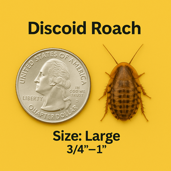 Buy Live Discoid Roaches Online – Fast, Safe Shipping – All Angles ...