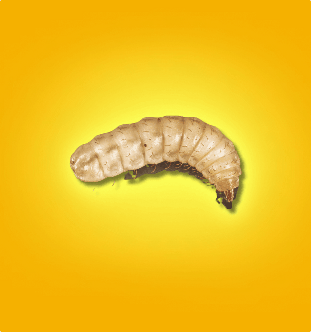 Live BSFL – A Must-Have in Every Feeder Rotation – All Angles Creatures