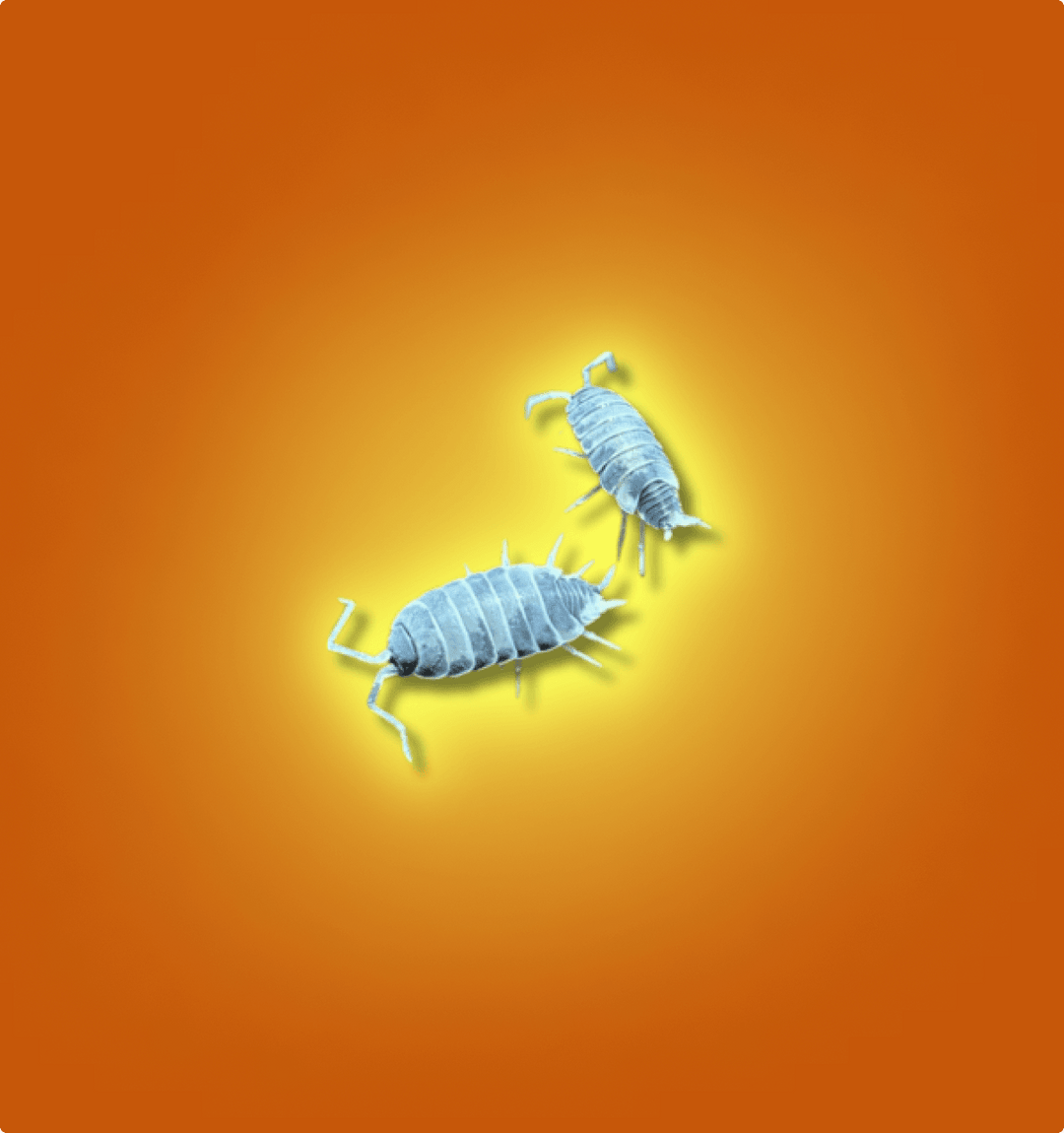 Breeders of Quality Feeder Animals & Insects | All Angles Creatures