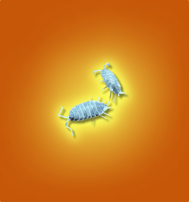 Breeders of Quality Feeder Animals & Insects | All Angles Creatures