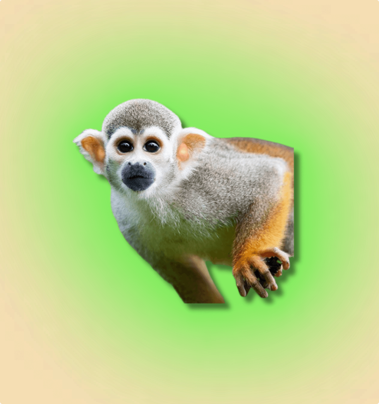 Squirrel Monkey – All Angles Creatures