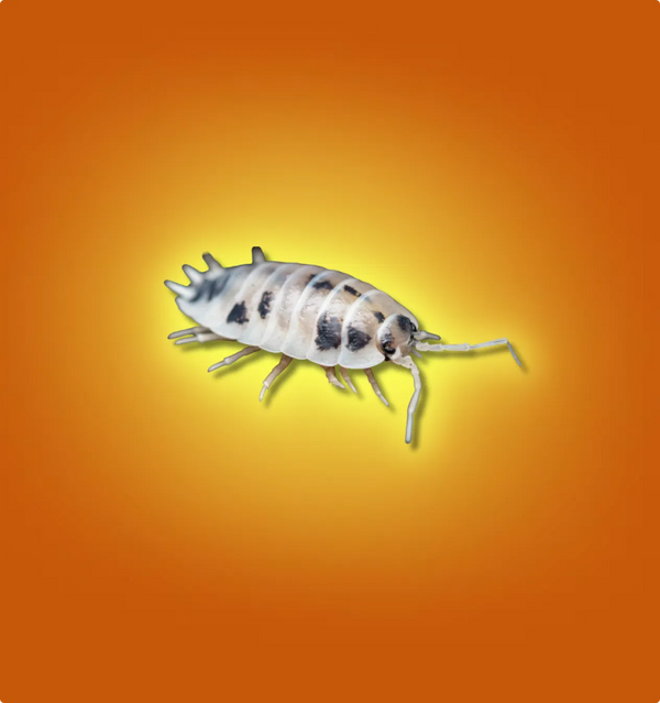 Dairy Cow Isopods – All Angles Creatures